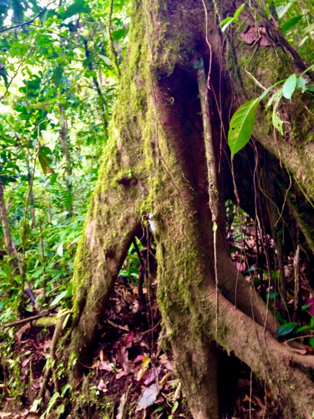The Wonders of the Amazon Rain Forest – FRIENDS4TREES4LIFE