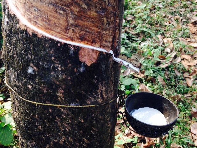 The Wonders of the Amazon Rain Forest – FRIENDS4TREES4LIFE